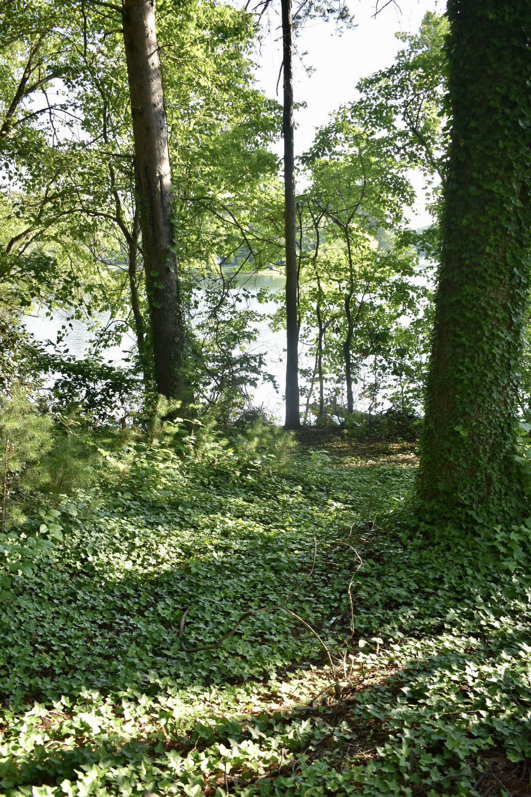 Bald Ridge Campground – 48 | Imagine Camper