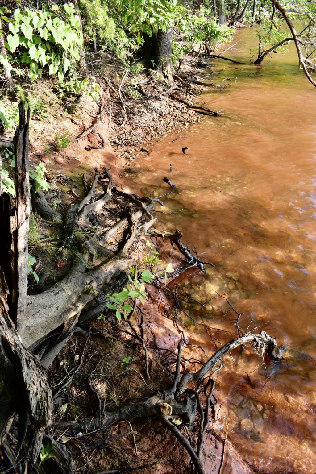 Bald Ridge Campground – 31 & 30 | Imagine Camper