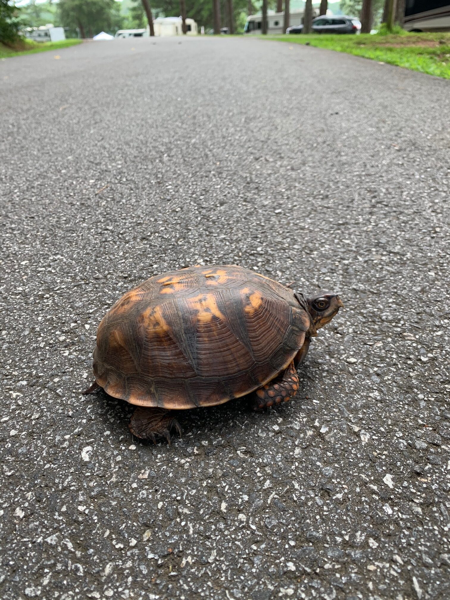 bald-ridge-campground-turtle | Imagine Camper