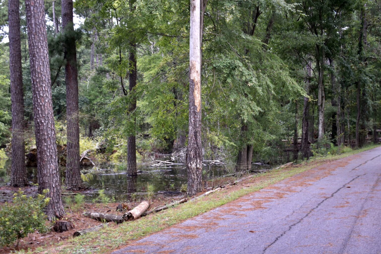 Hamilton Branch State Park | Imagine Camper