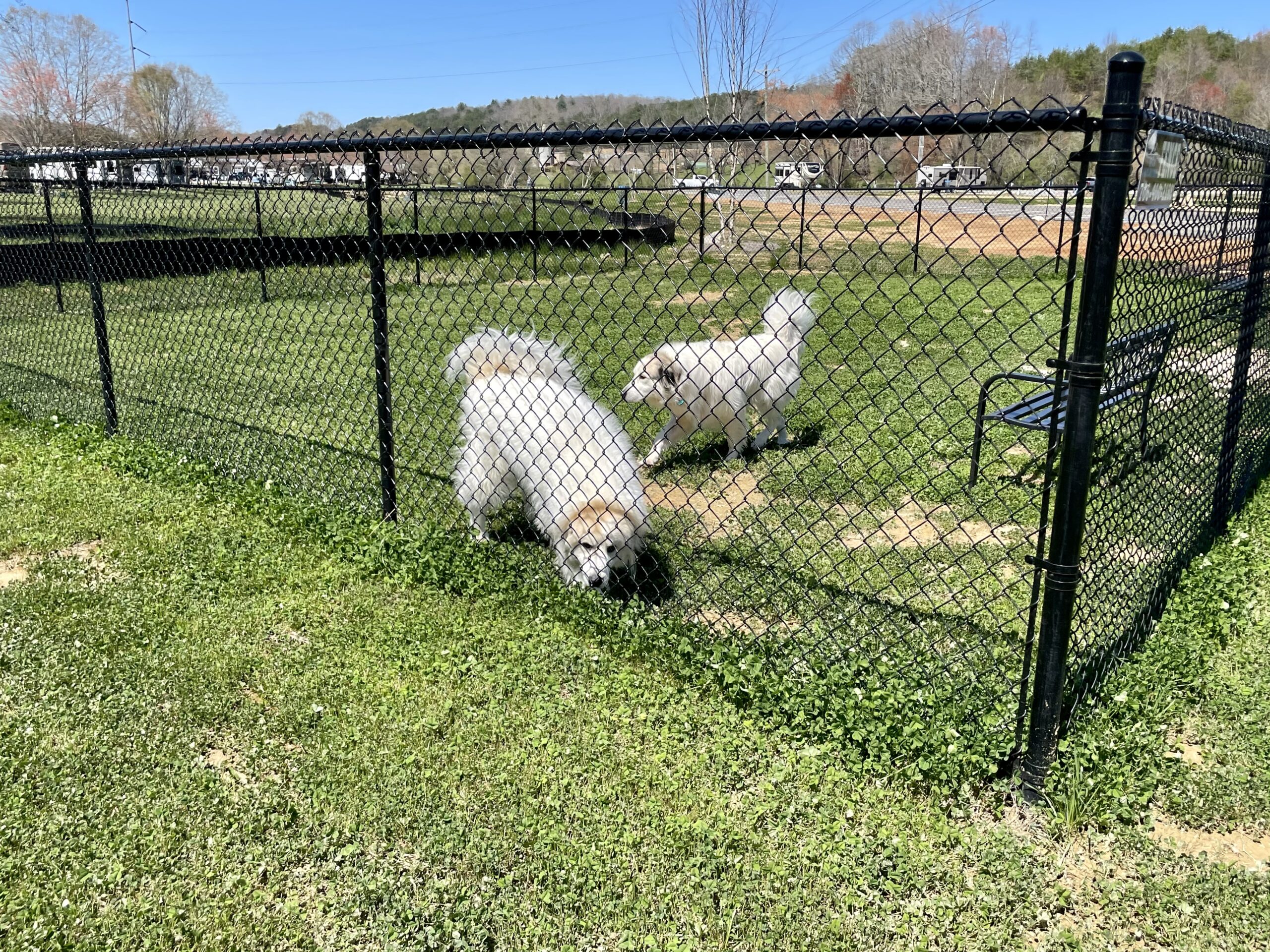 waterside-at-blue-ridge-dog-park | Imagine Camper