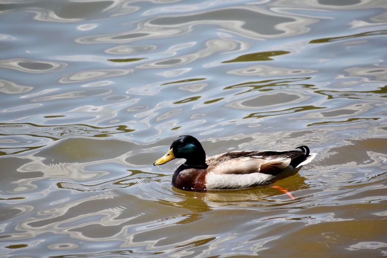 Victoria-Campground-duck | Imagine Camper