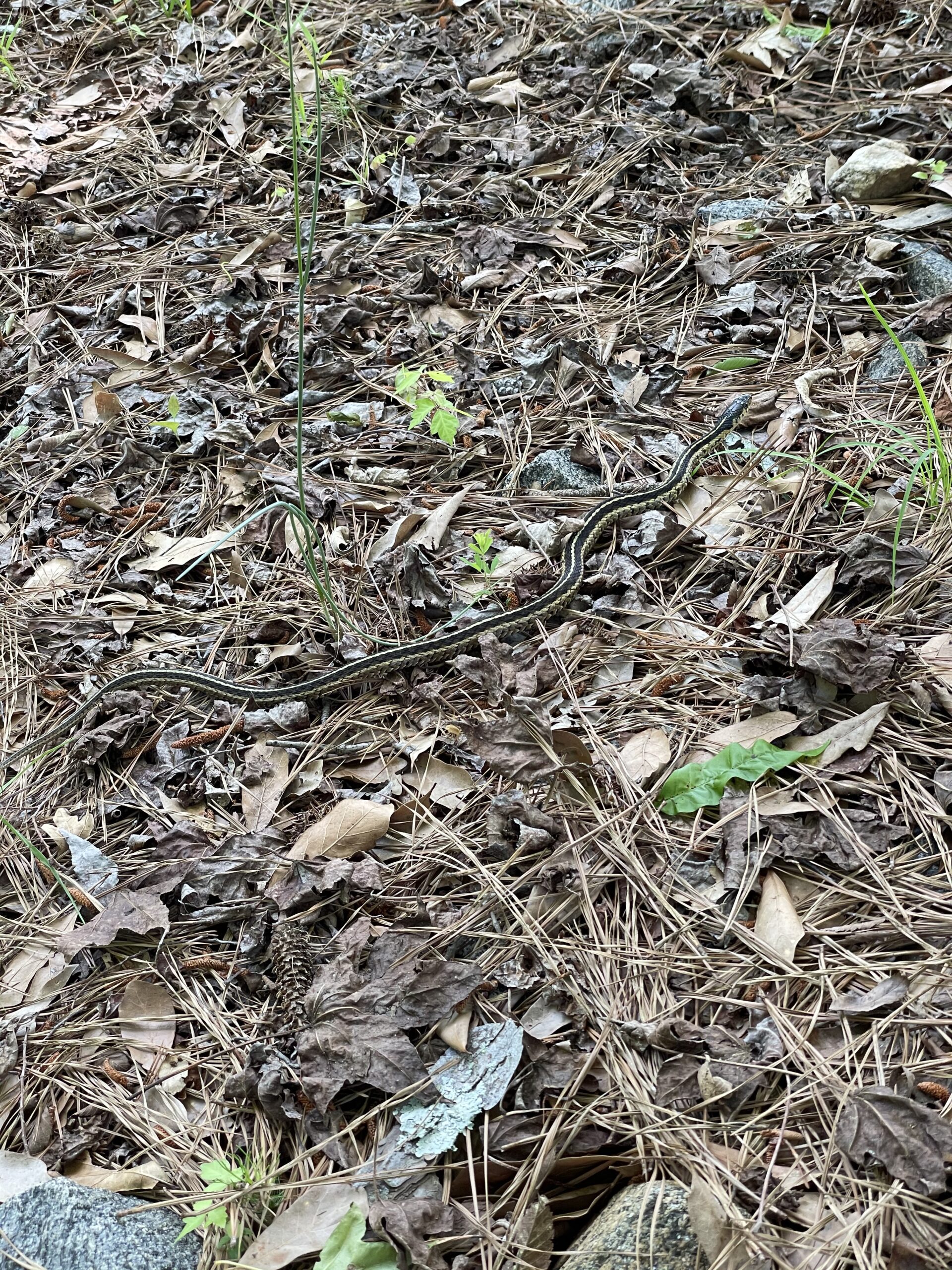 camping-snake | Imagine Camper