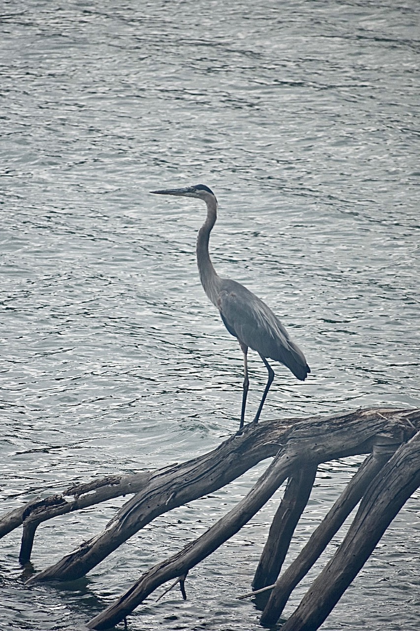 bird-lake-lanier | Imagine Camper