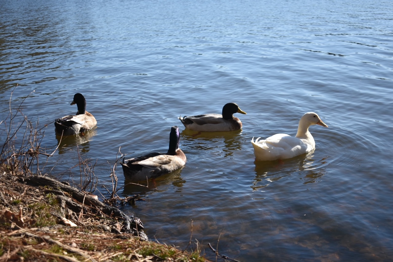 ducks-at-Fort-Yargo-State-Park | Imagine Camper