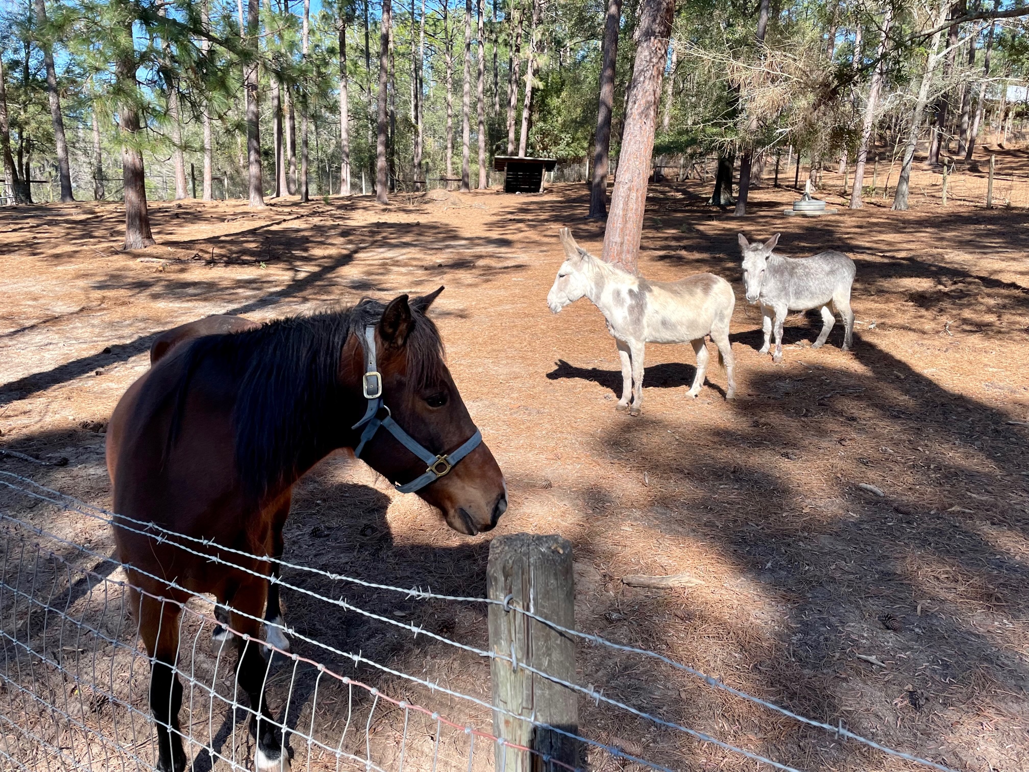General Coffee State Park farm animals - State Parks