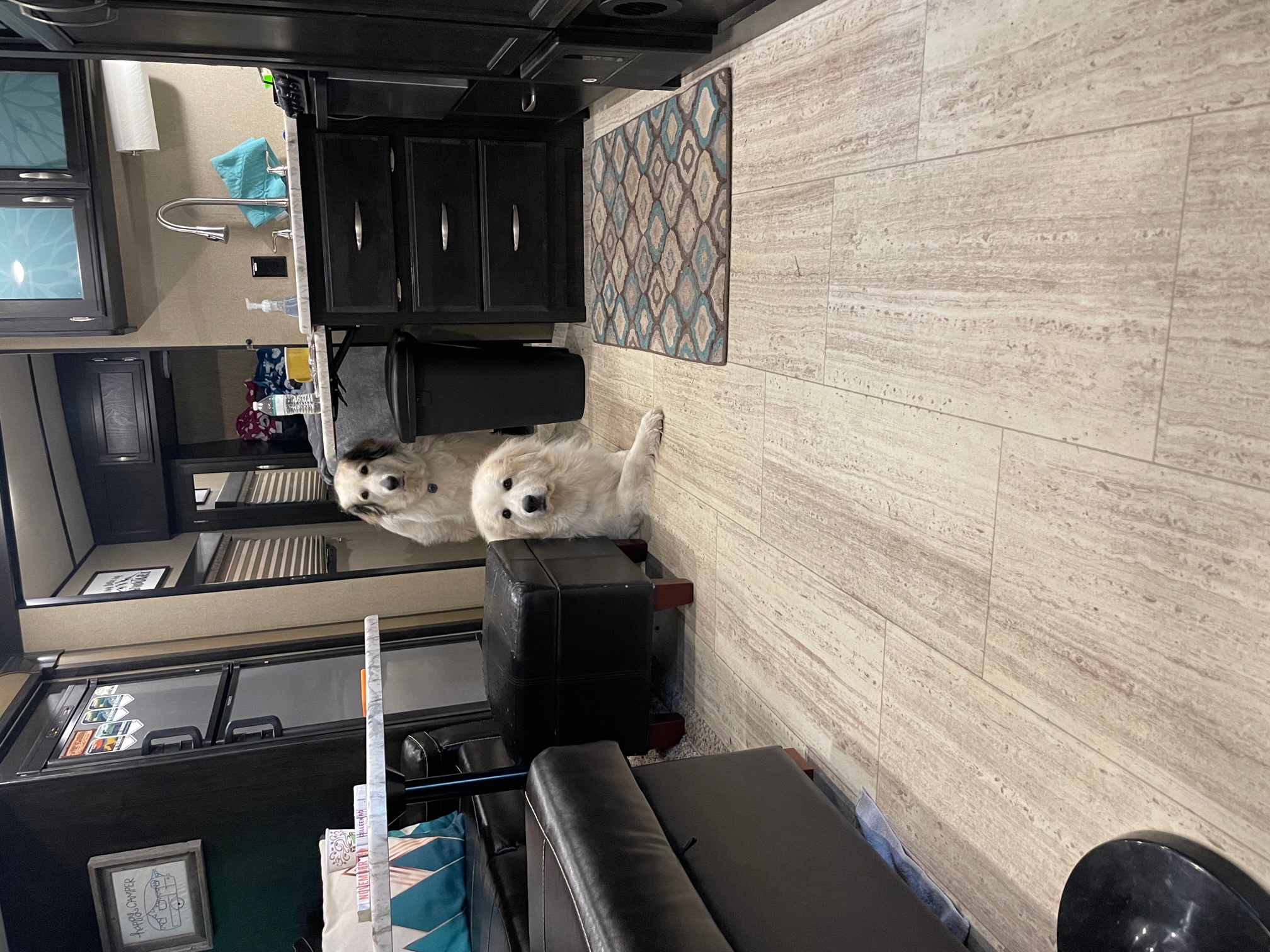 RV-Camping-With-Dogs | Imagine Camper