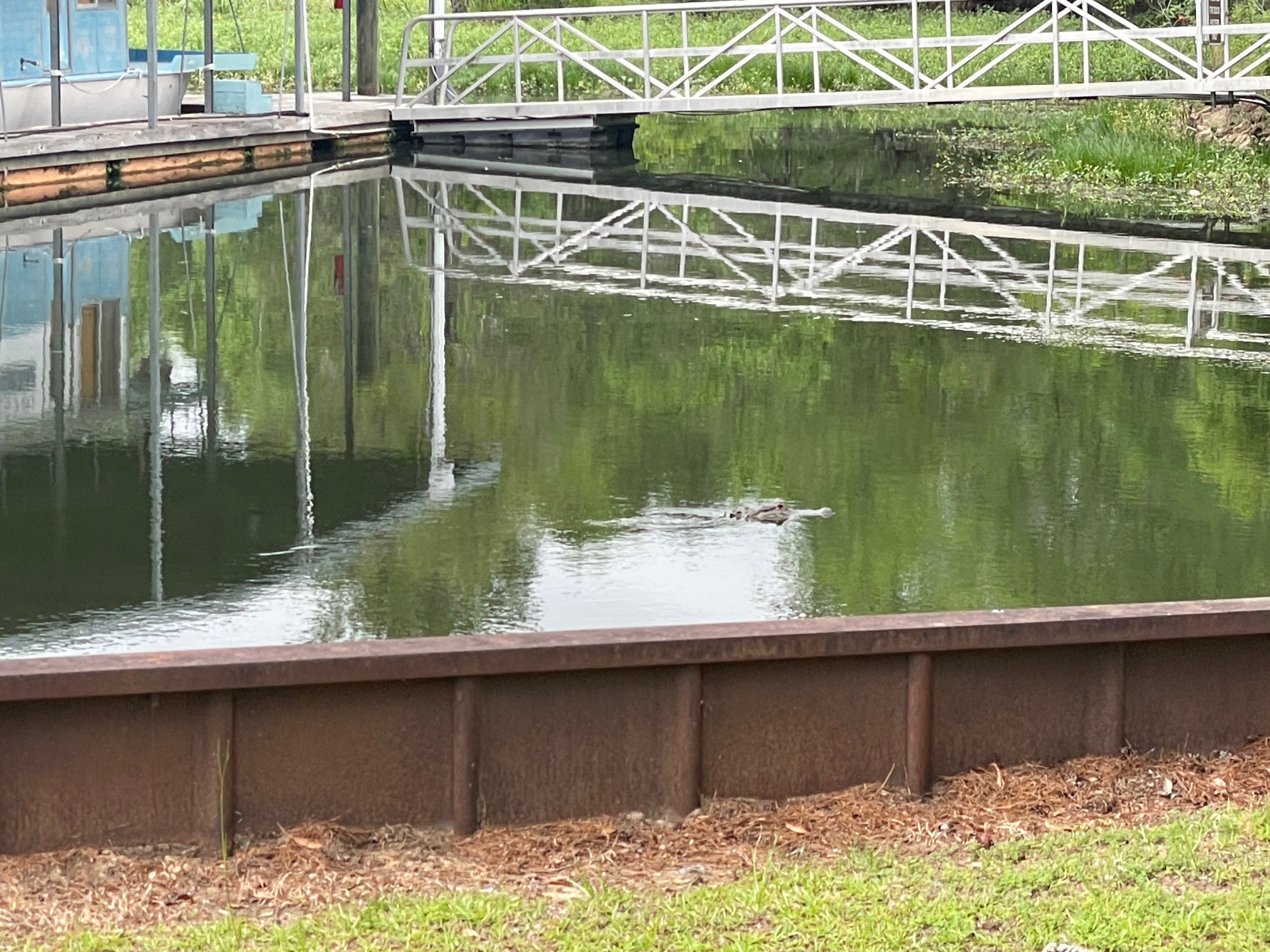 alligator-Florence-Marina-State-Park | Imagine Camper